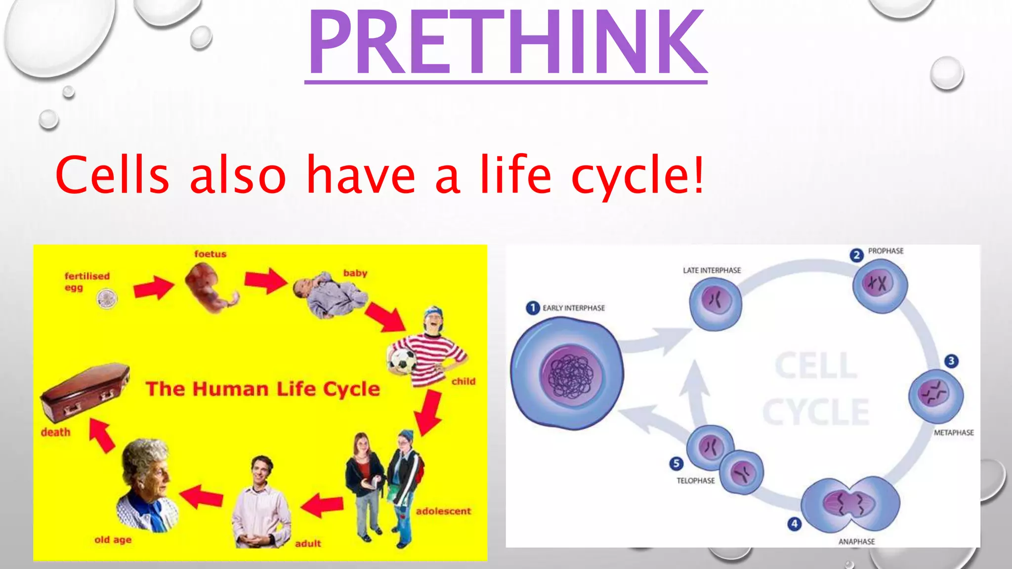 Cell cycle 7th | PPTX | Biological Sciences | Science