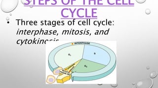 Cell cycle 7th | PPTX | Biological Sciences | Science