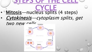Cell cycle 7th | PPTX | Biological Sciences | Science