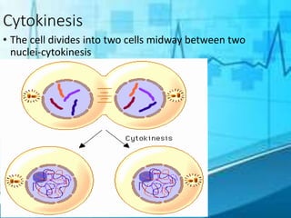 CELL CYCLE AND-WPS Office.pptx