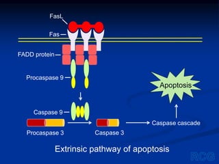 Cell cycle and apoptosis | PPTX