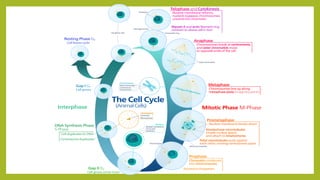 Cell cycle and cancer | PDF