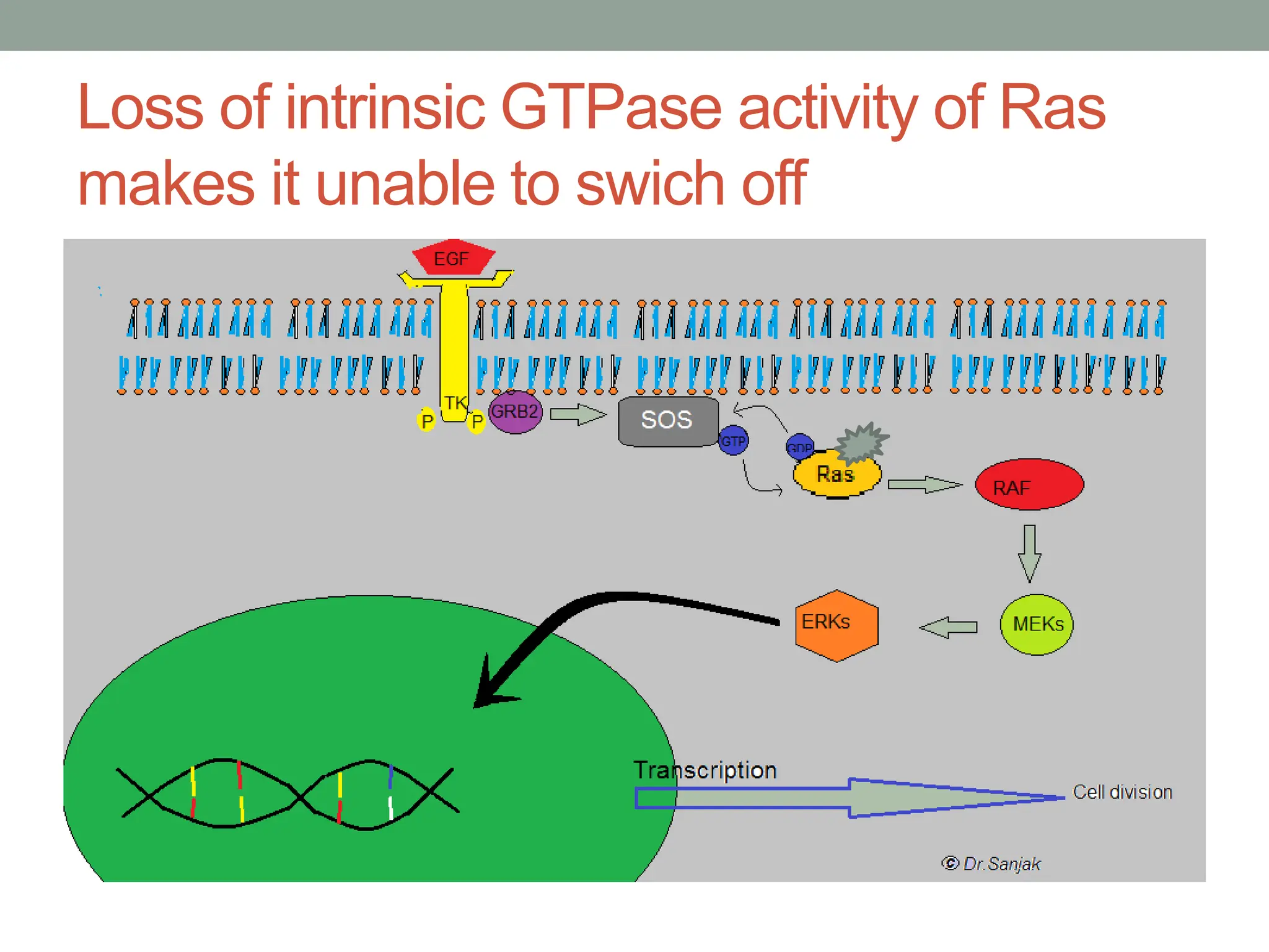 Cell cycle and Cancer biochemistry .pptx