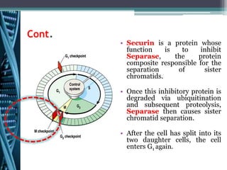 Cell cycle and carcinogenesis by Hussein Sabit | PPTX