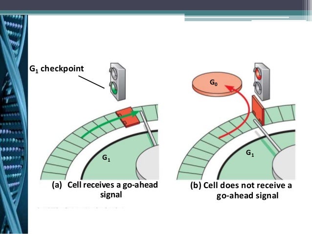 Cell cycle and carcinogenesis by Hussein Sabit