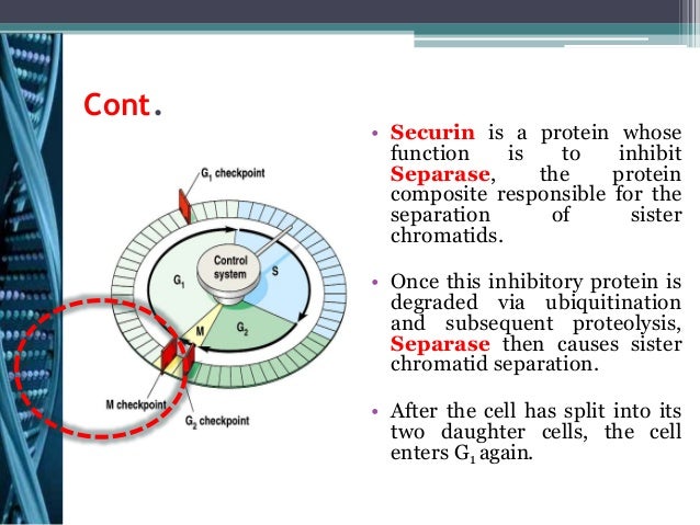 Cell cycle and carcinogenesis by Hussein Sabit
