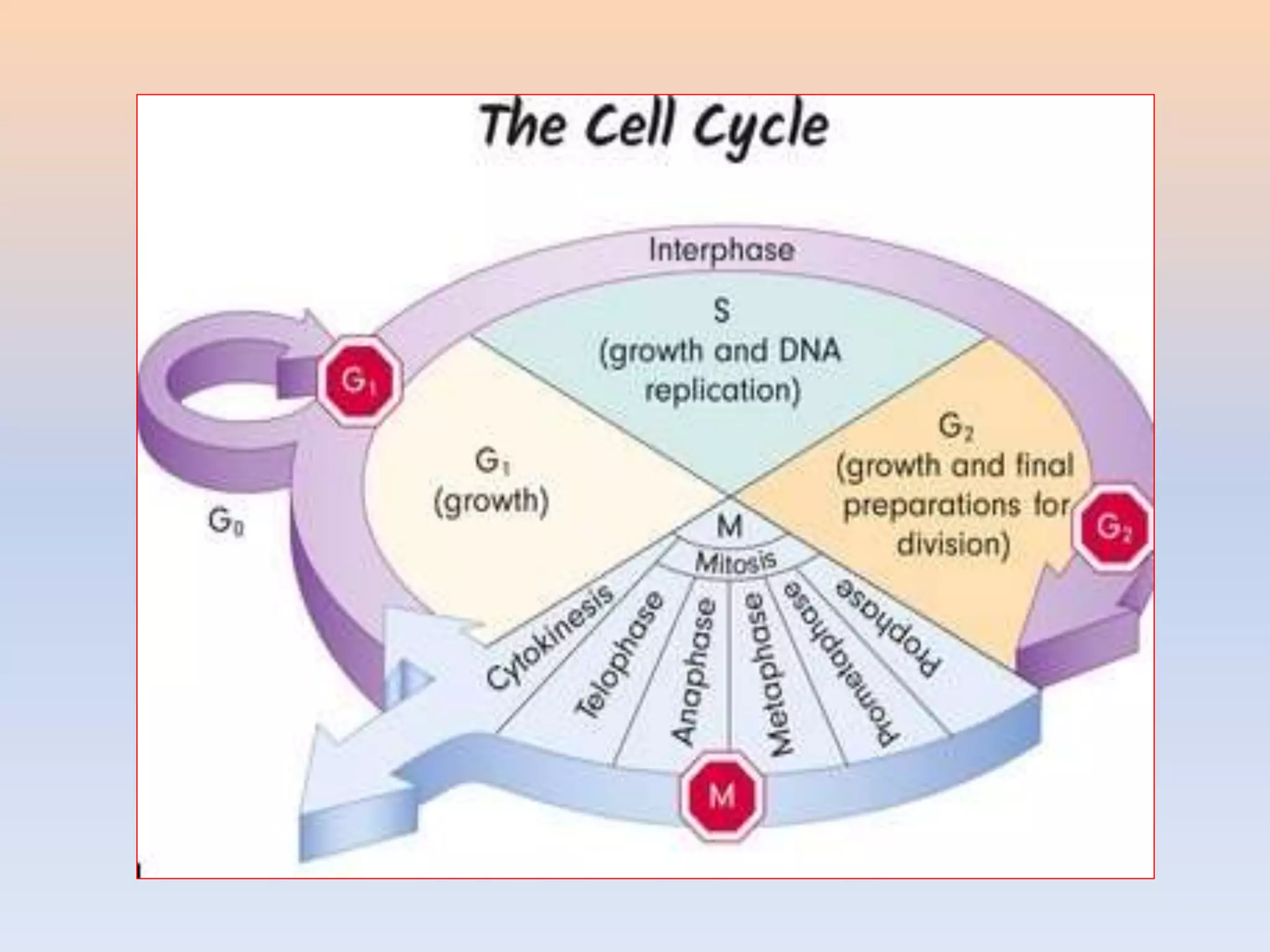 Cell cycle and cell division | PPTX | Reproductive Health | Diseases ...