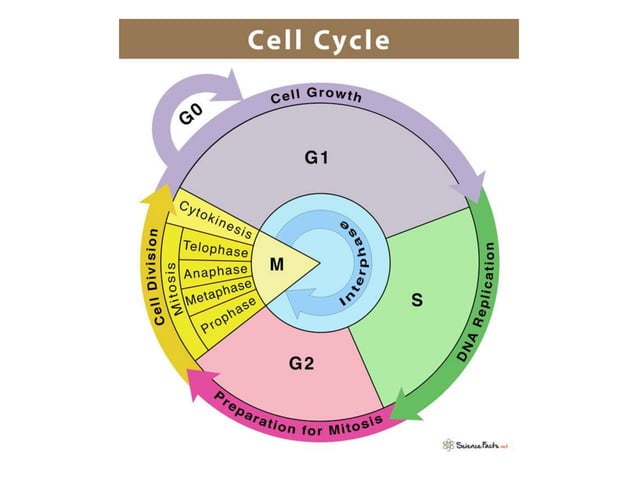 Cell cycle and cell division.pptx