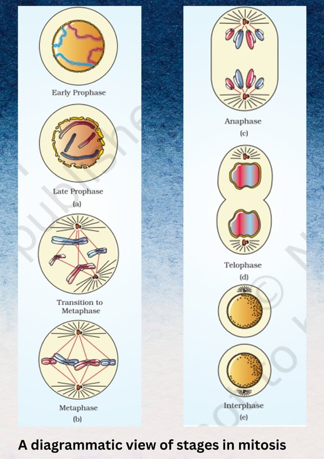 Cell Cycle and Cell Division.pdf. Infographics | PDF