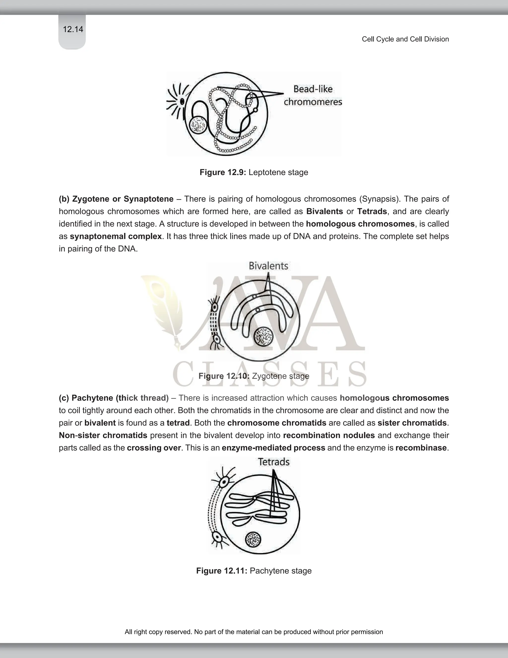 Cell Cycle and Cell Division Class 11 Important Notes for NEET Biology ...