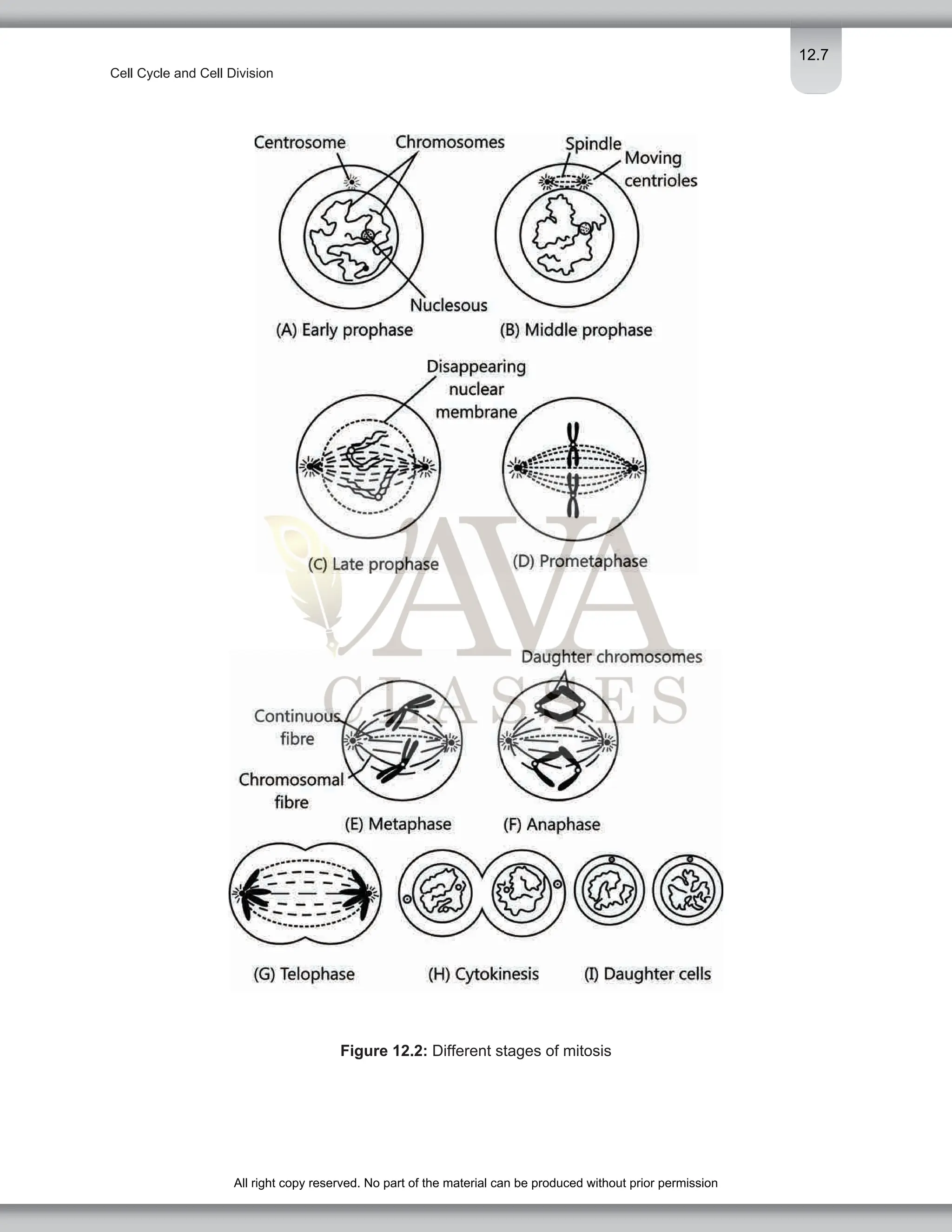 Cell Cycle and Cell Division Class 11 Important Notes for NEET Biology ...