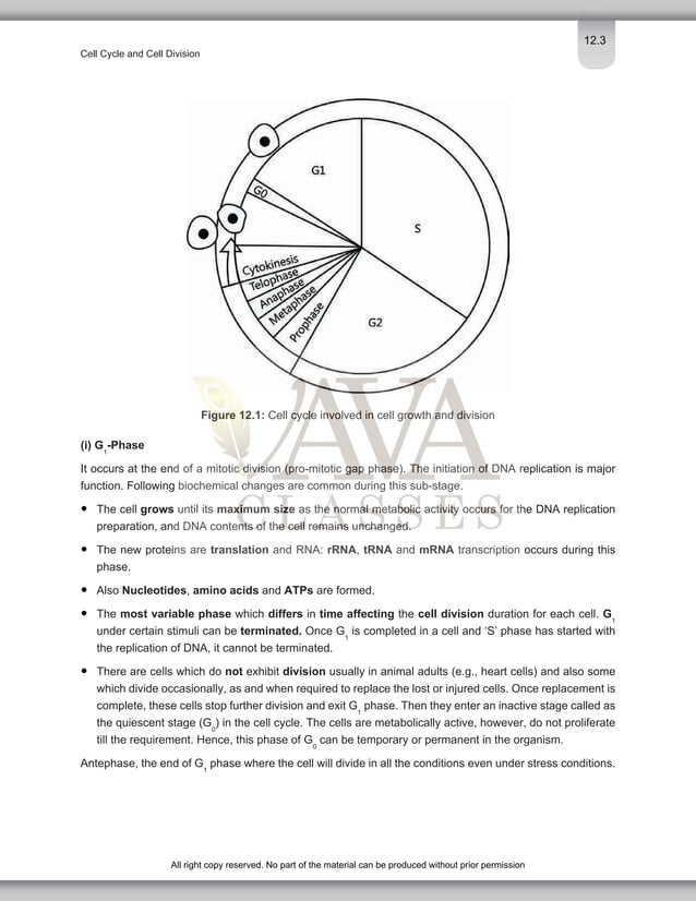 Cell Cycle and Cell Division Class 11 Important Notes for NEET Biology ...
