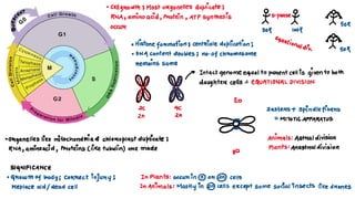 CELL CYCLE AND CELL DIVISION Revision Notes.pdf