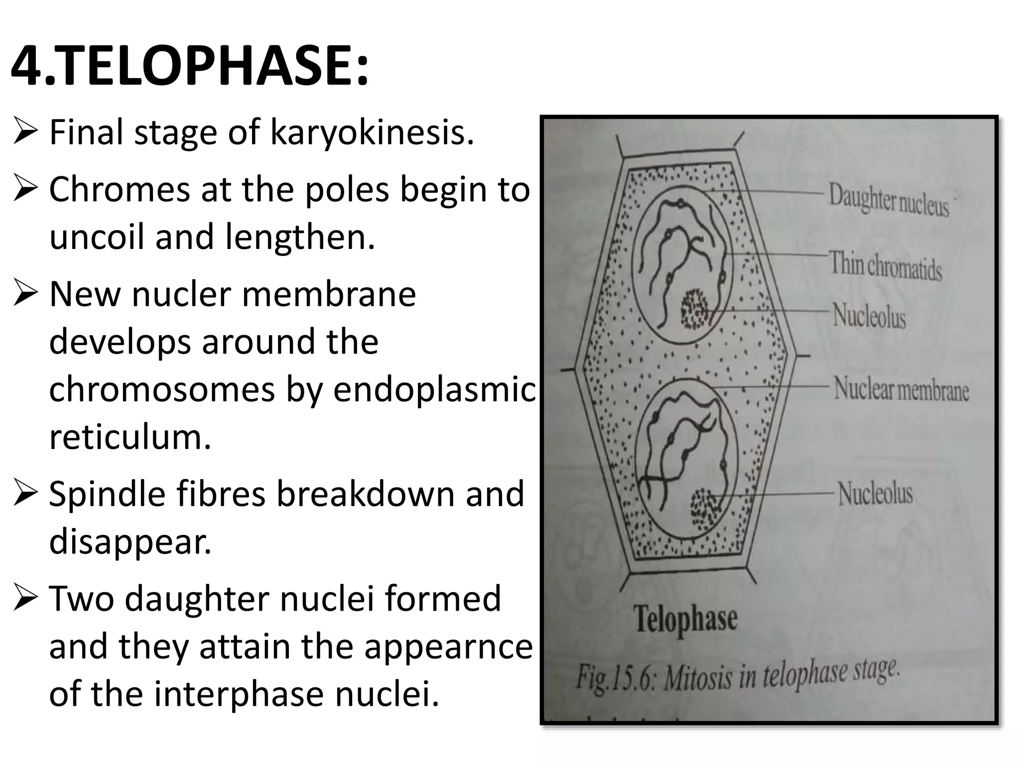 Cell cycle and check points | PPTX