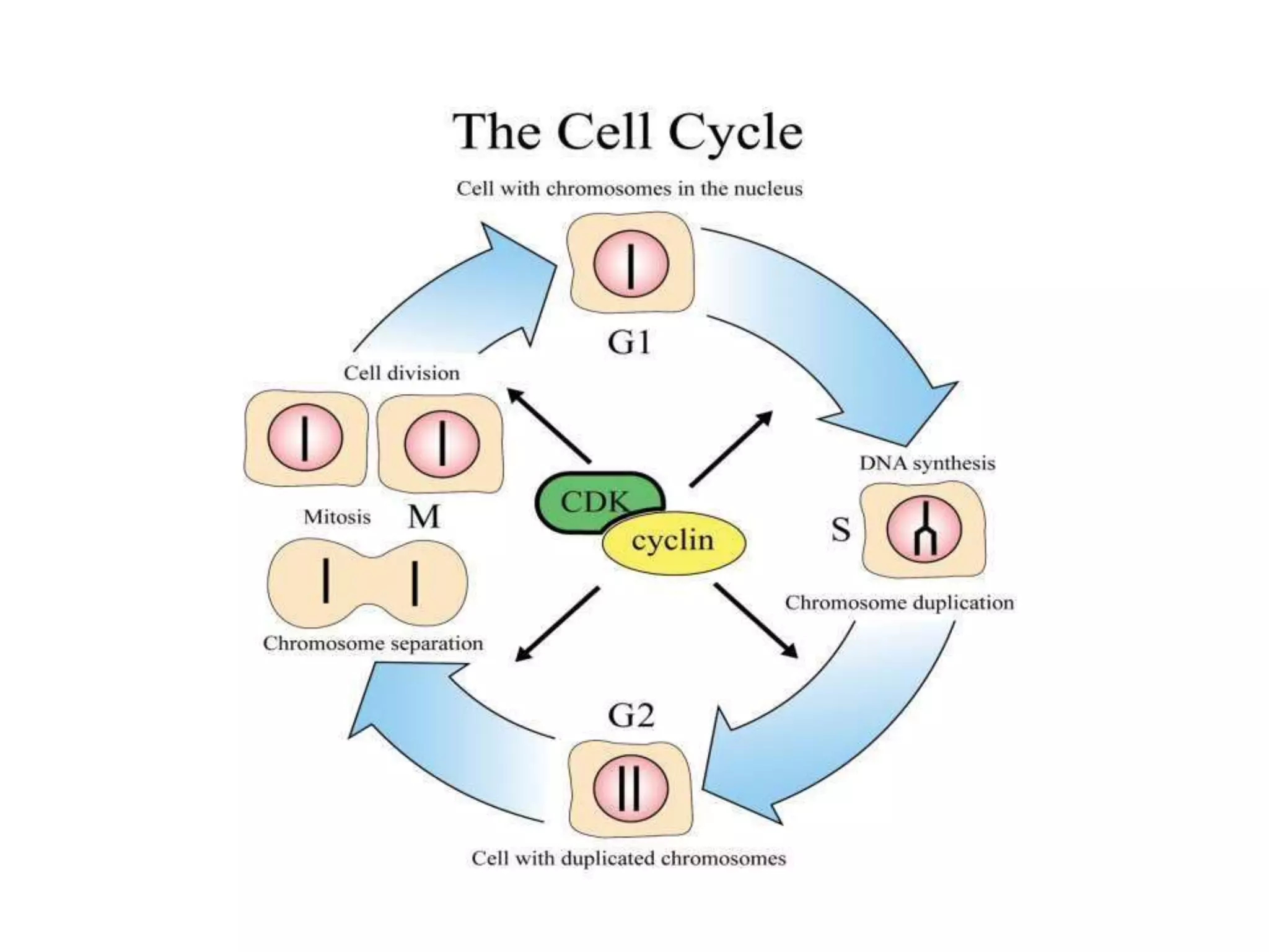 Cell cycle and check points | PPTX