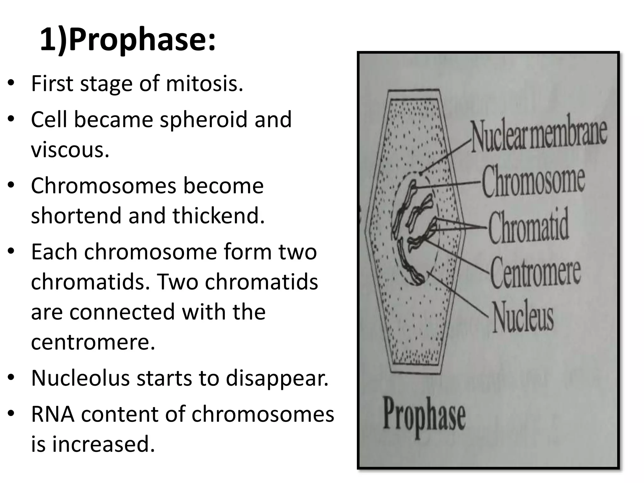 Cell cycle and check points | PPTX