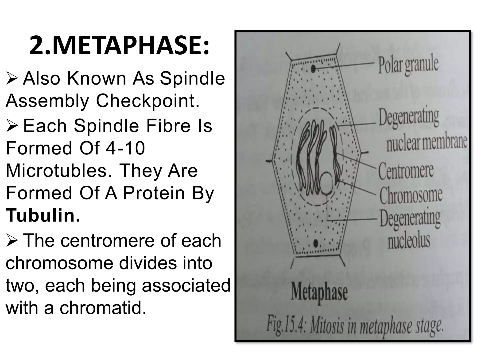 Cell cycle and check points | PPTX
