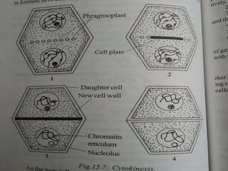 Cell cycle and check points | PPTX