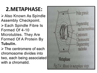 Cell cycle and check points | PPTX