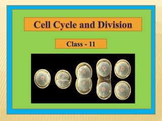 Cell cycle and division | PPTX