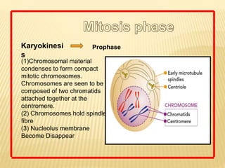 Cell cycle and division | PPTX