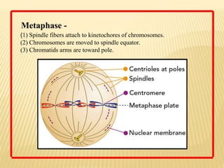 Cell cycle and division | PPTX