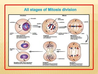 Cell cycle and division | PPTX
