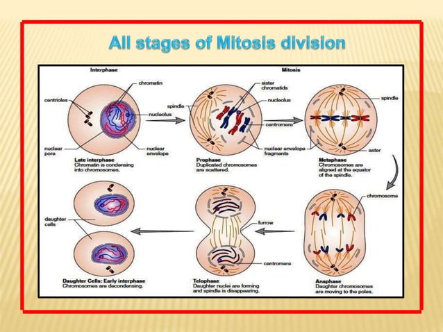Cell cycle and division | PPTX