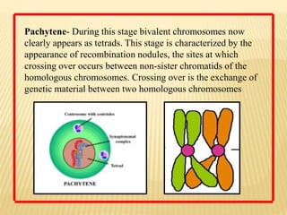 Cell cycle and division | PPTX