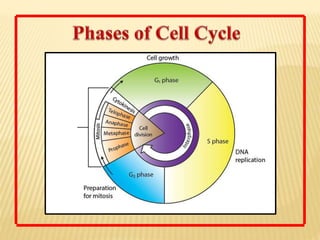 Cell cycle and division | PPTX