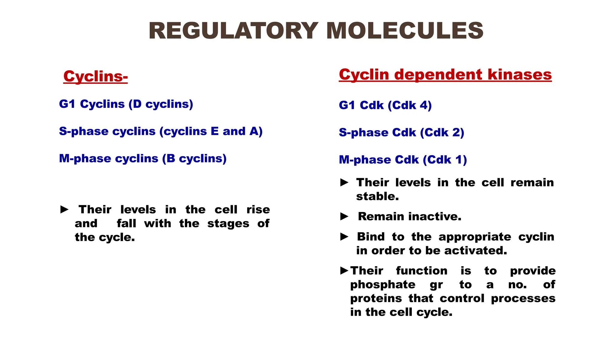 Cell Cycle and Division Human Anatomy and Physiology | PPTX