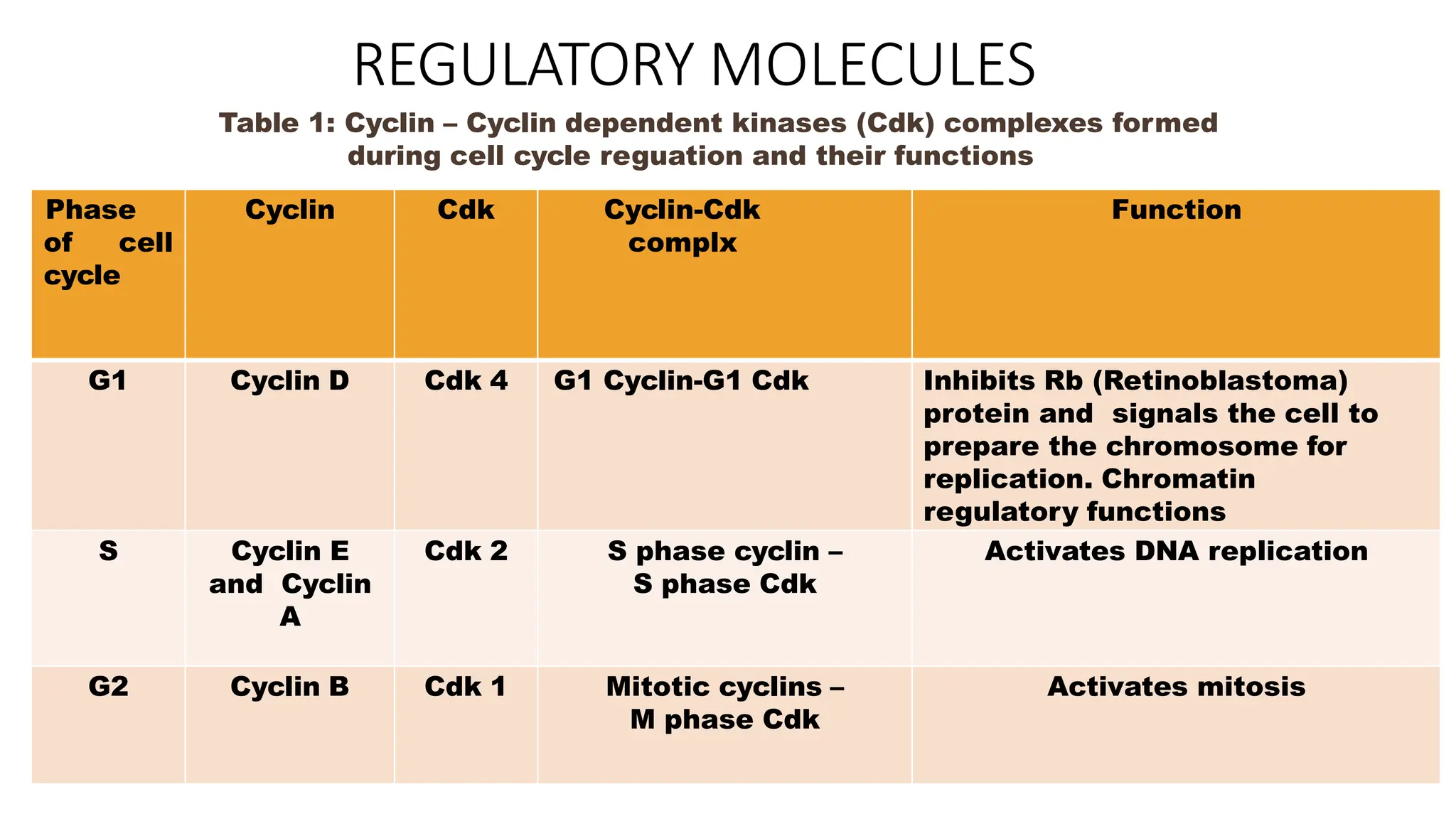 Cell Cycle and Division Human Anatomy and Physiology | PPTX