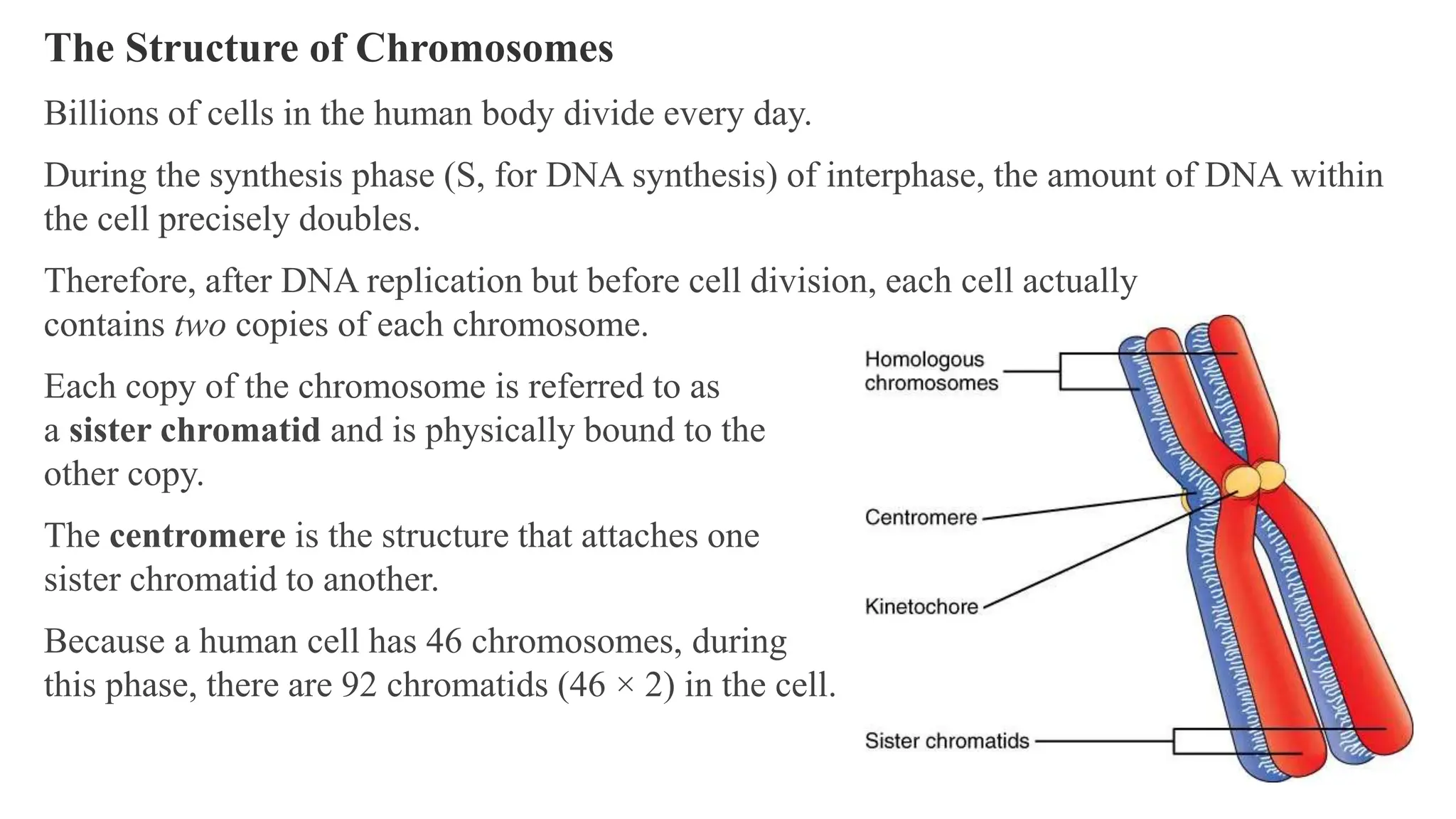 Cell Cycle and Division Human Anatomy and Physiology | PPTX