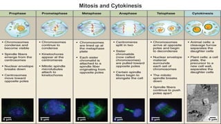 Cell Cycle and Division Human Anatomy and Physiology | PPTX