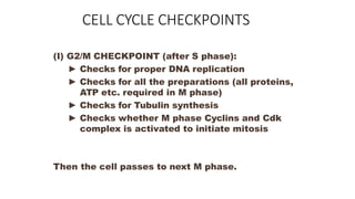 Cell Cycle and Division Human Anatomy and Physiology | PPT
