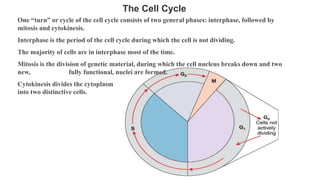 Cell Cycle and Division Human Anatomy and Physiology | PPTX