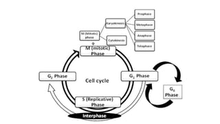 Cell Cycle and Division Human Anatomy and Physiology | PPT