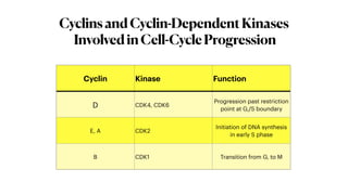 Cell Cycle and Dna replication.pdf very good | PPT