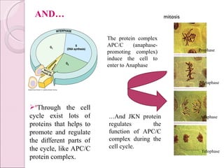 Cell cycle and gen activity regulation(1) | PPT
