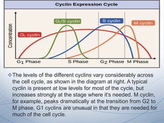 Cell cycle and its checkpoints | PDF