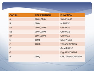 Cell cycle and its checkpoints | PDF
