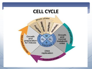 Cell cycle and its checkpoints | PDF