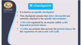 Cell cycle and it's checkpoints. Cell regulations | PPT