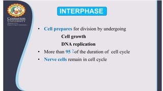 Cell cycle and it's checkpoints. Cell regulations | PPT