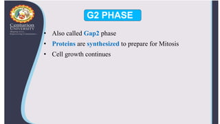Cell cycle and it's checkpoints. Cell regulations | PPT