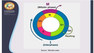Cell cycle and it's checkpoints. Cell regulations | PPT