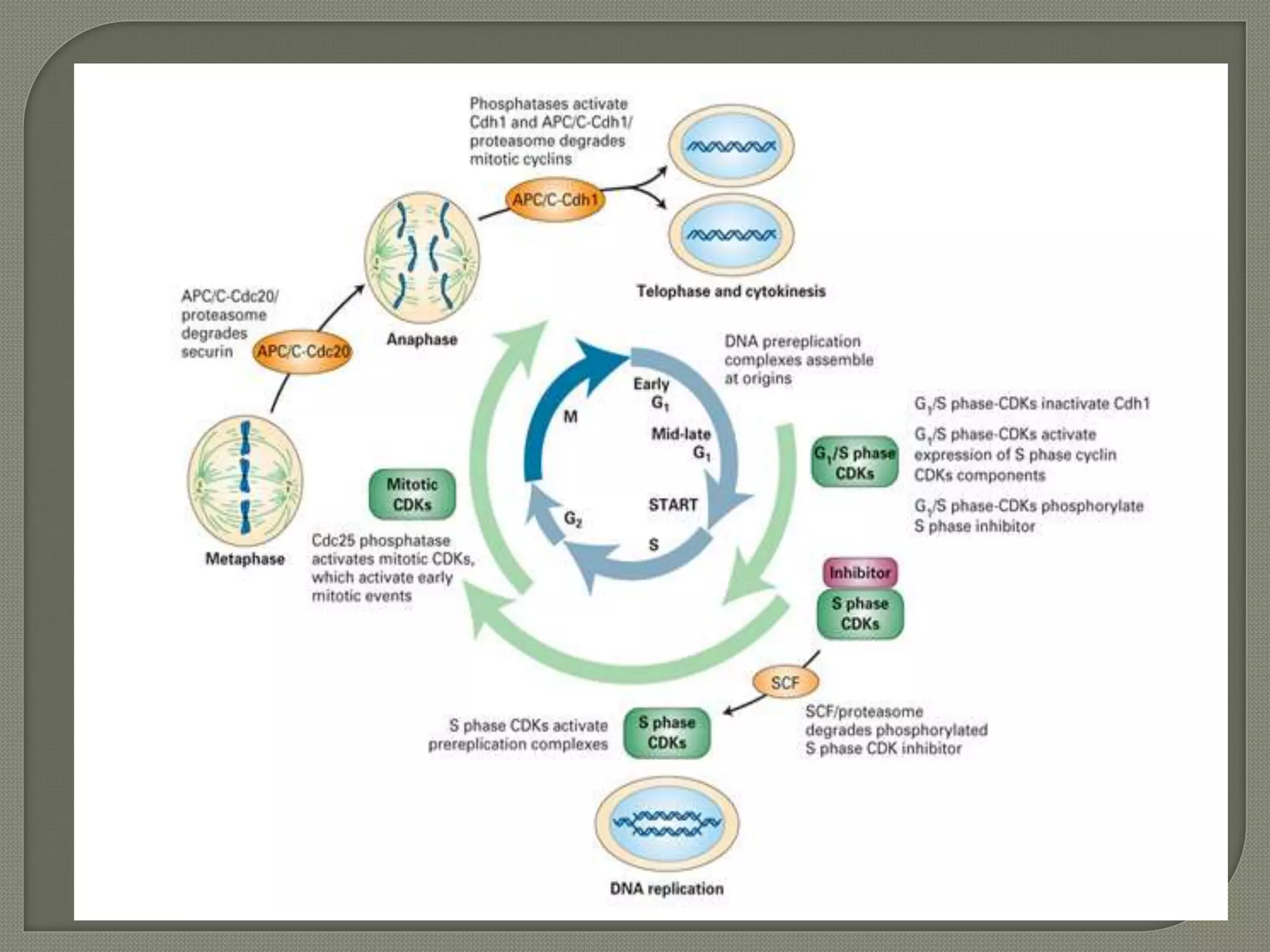Cell cycle and its regulation | PPTX