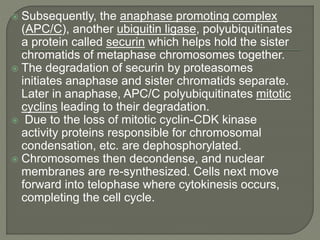 Cell cycle and its regulation | PPTX