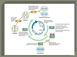 Cell cycle and its regulation | PPTX