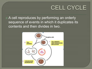 Cell cycle and its regulation | PPTX